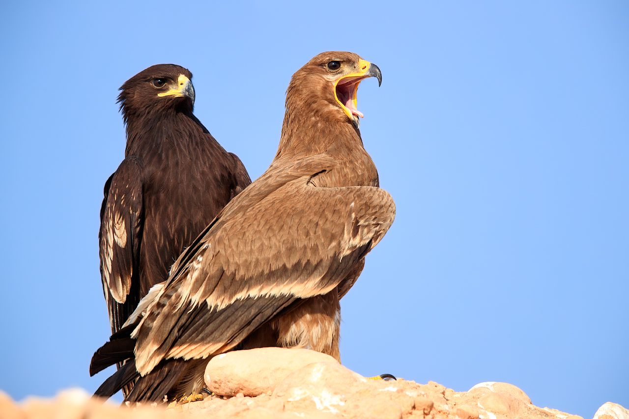 ~1~001-306-06-24-05-Aquila anatraia maggiore-Aquila delle steppe ...